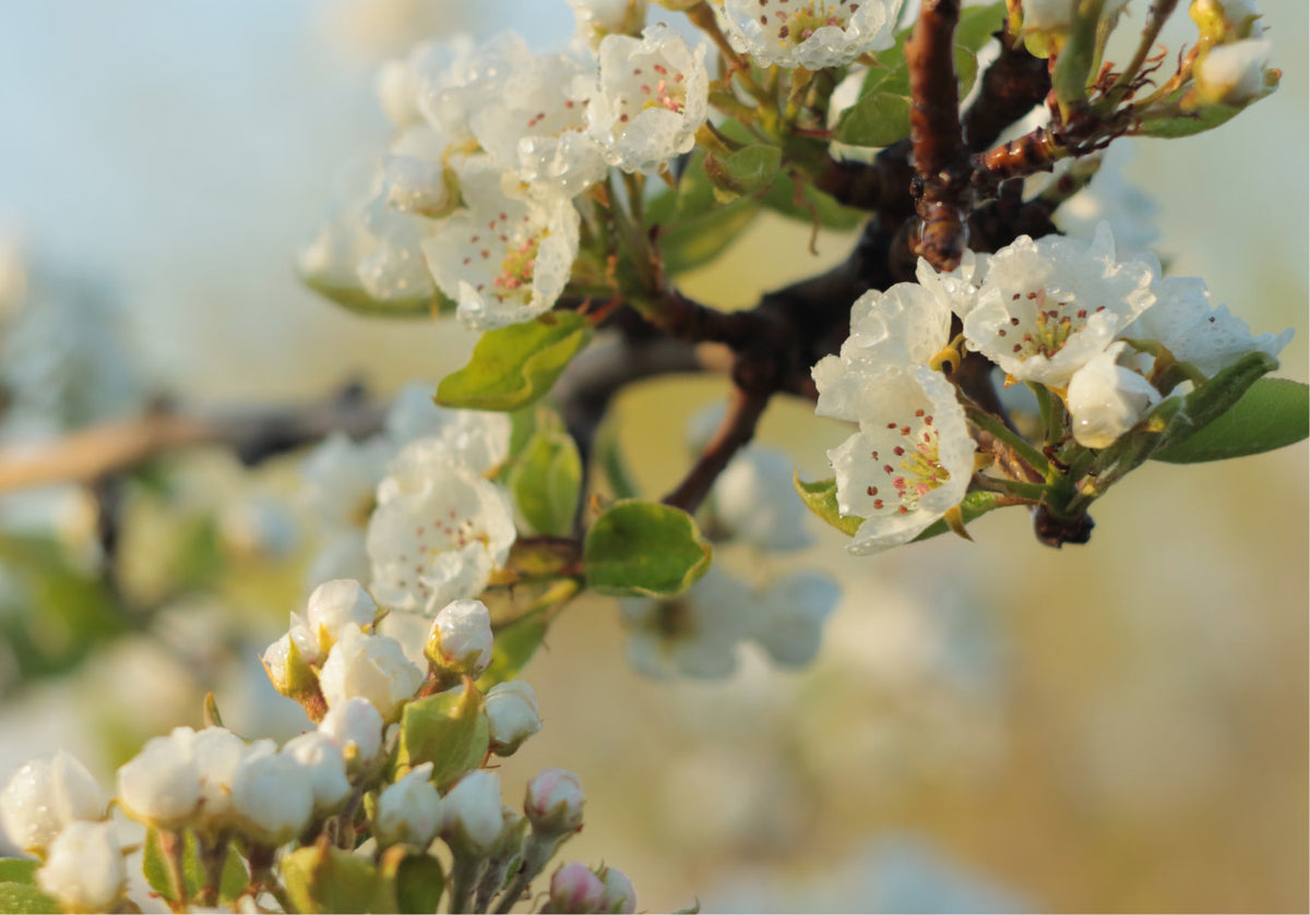 Pear Blossom Tea – DAVIDsTEA