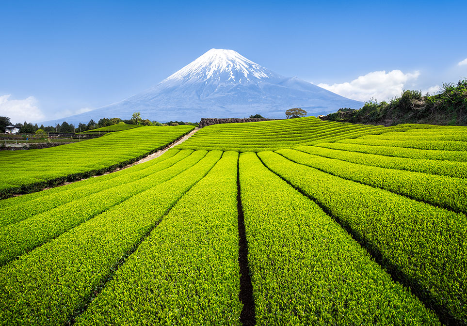 Best Sellers Tea Bundle – DAVIDsTEA