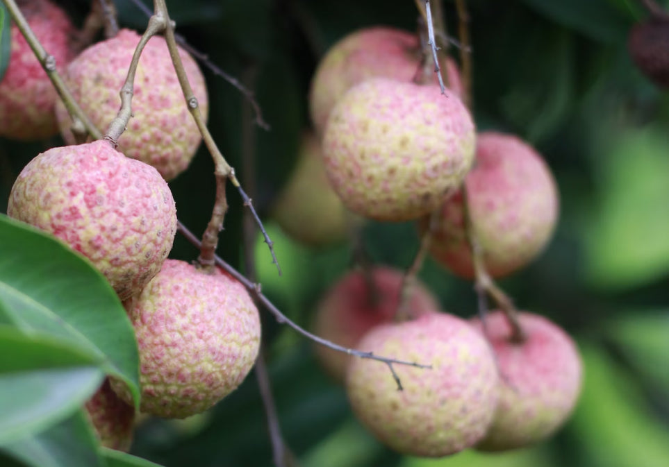 Thé Bleu Bahamas – DAVIDsTEA