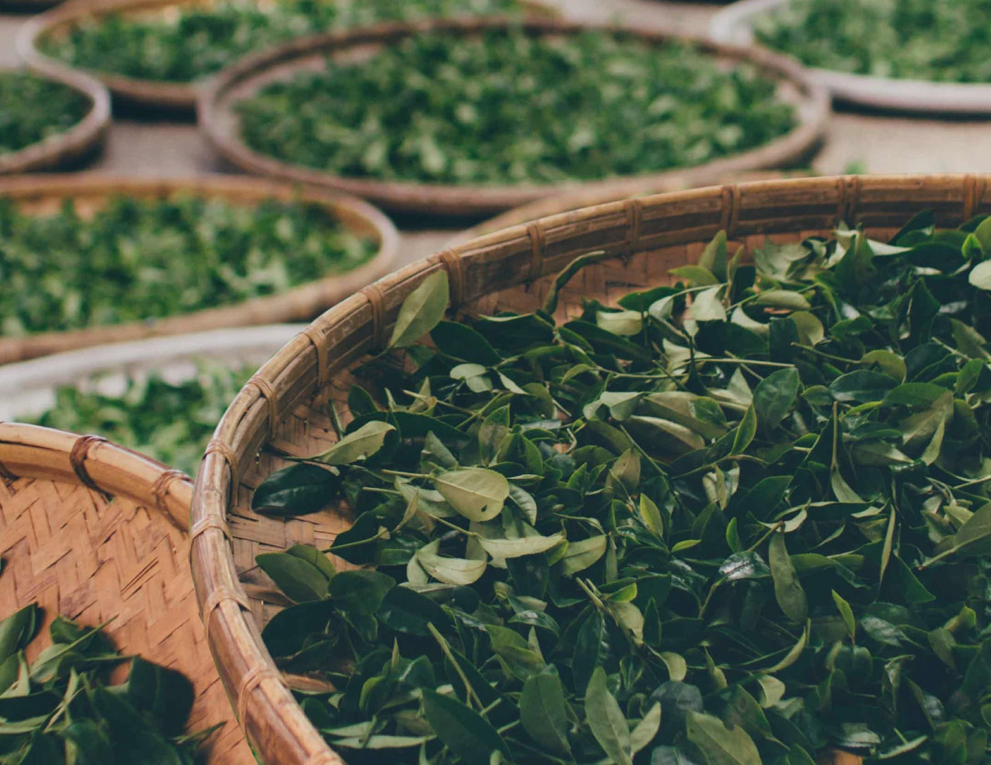 Traditional Teas 101 – DAVIDsTEA